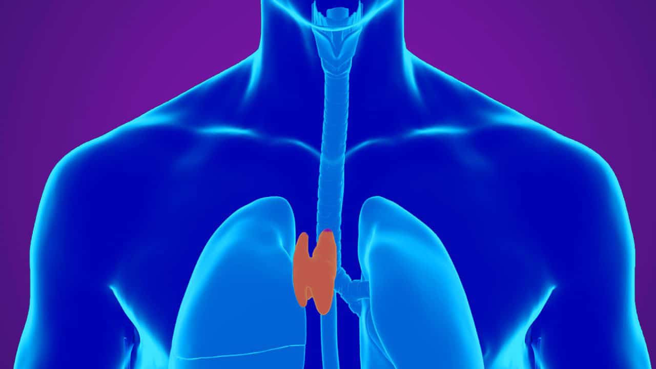 Regenerating The Thymus - Asa Andrew